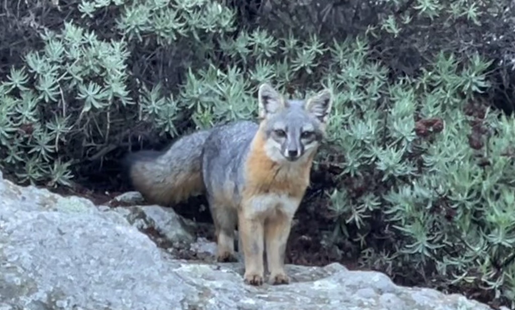 Santa Cruz Island Fox from Channel Islands National Park, CA, US on ...