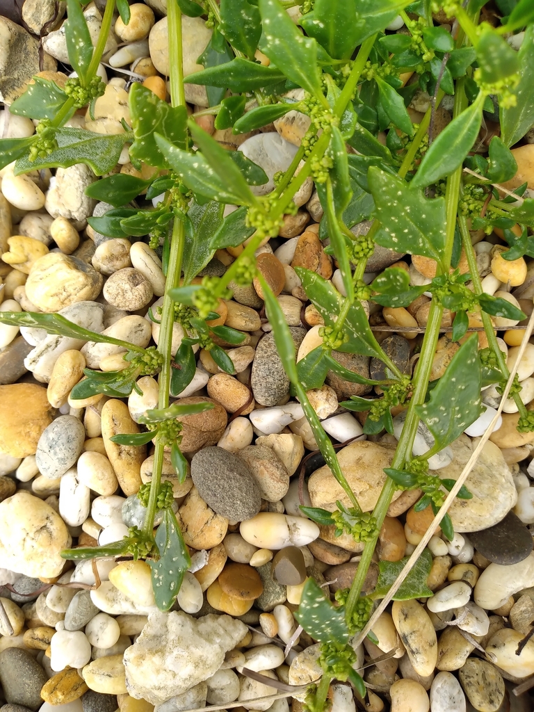 Oxybasis ambigua from Southland, New Zealand on February 10, 2024 at 03 ...