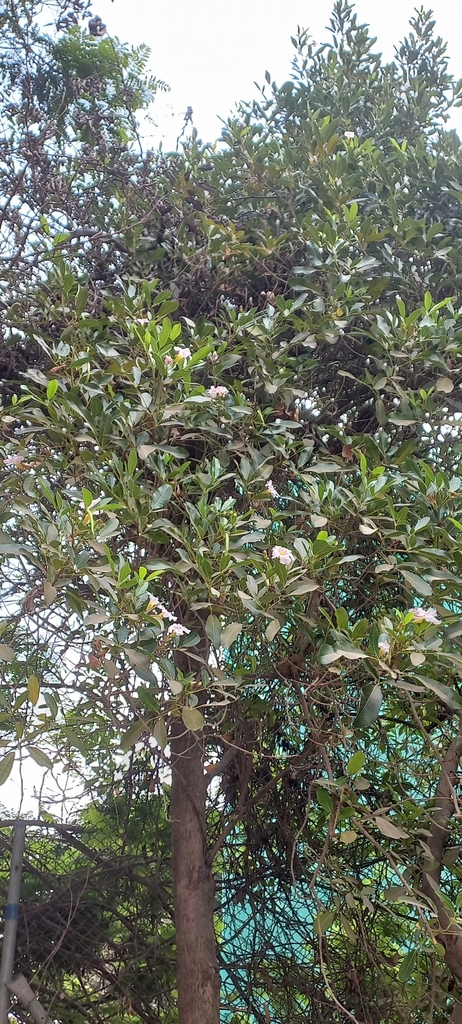 Tabebuia pallida from 12-2-790/116, 12-2-790/71, Ayodhya Nagar, M ...