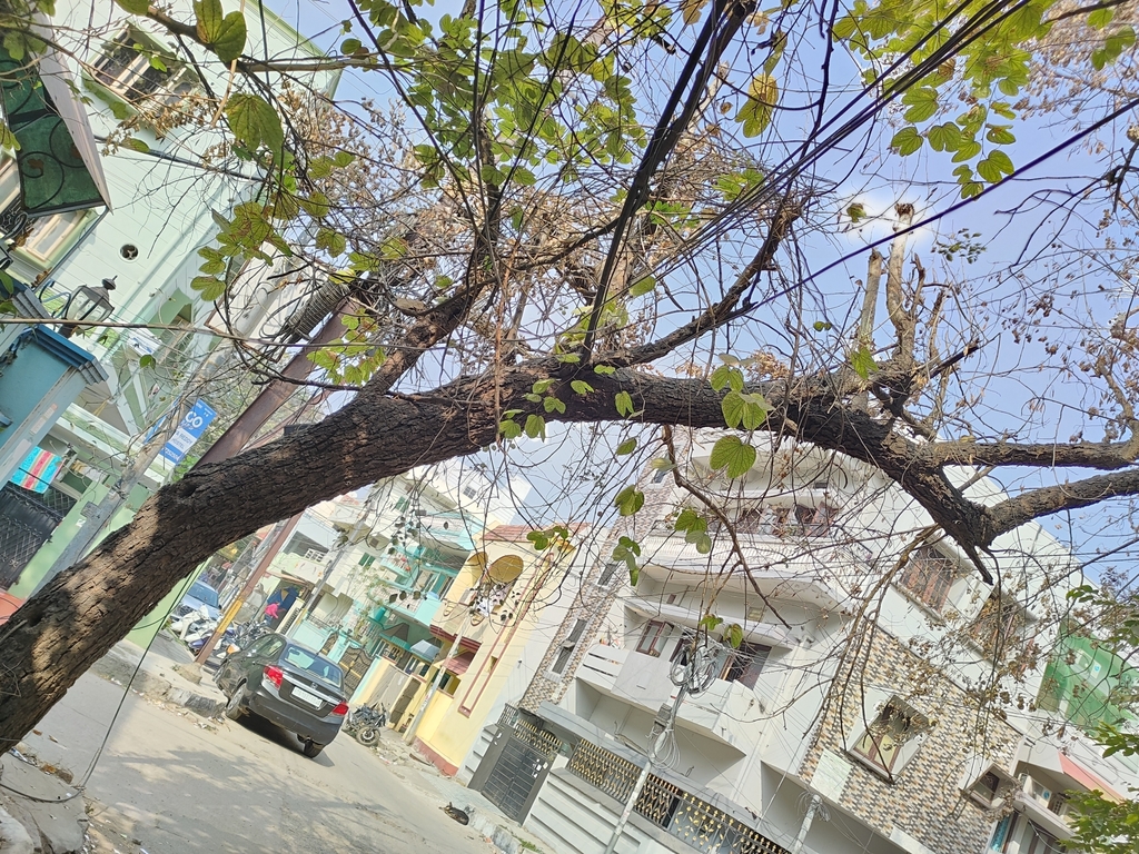 Orchid Trees from Hno - 12-2-823/A/38, Near Pillar No.19 Opp. Santosh ...