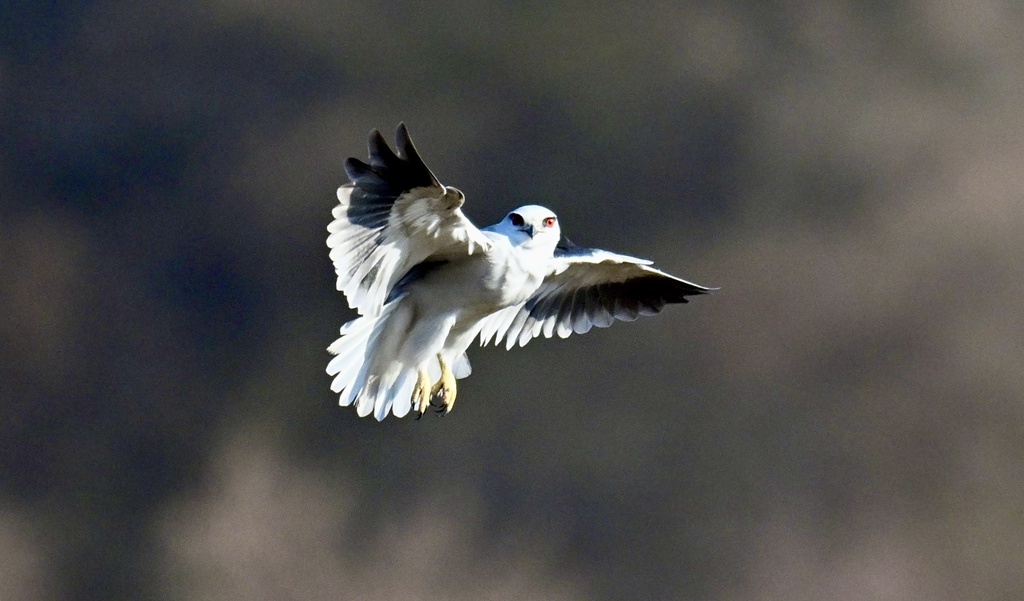 Black-winged Kite from Amber, Jaipur, RJ, IN on January 18, 2024 at 11: ...