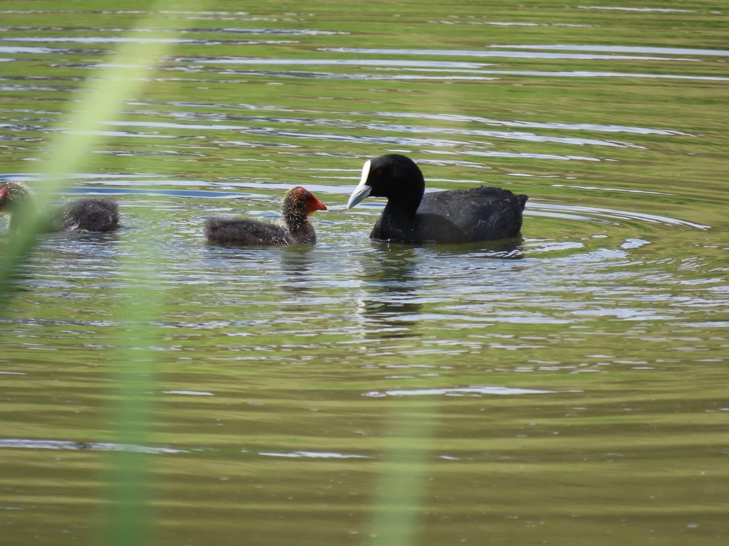 Eurasian Coot from Rocky Hall NSW 2550, Australia on February 8, 2024 ...