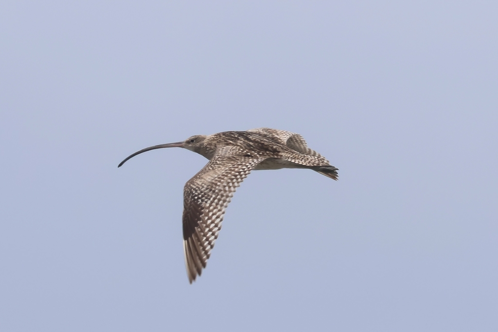 Far Eastern Curlew in February 2024 by Arna Carlson · iNaturalist