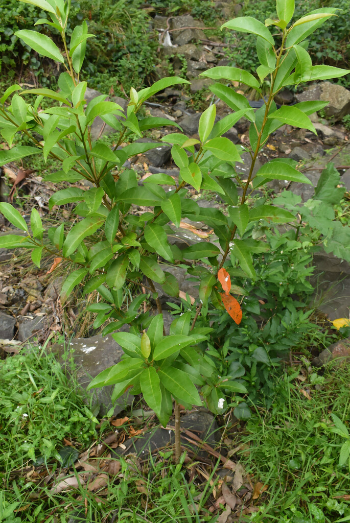 Green Native Cascarilla from Figtree NSW 2525, Australia on January 27 ...