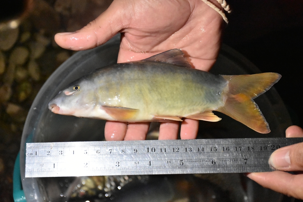 Orange-finned Loach from QQ89+2P2 ตำบล ม่วงตึ๊ด อำเภอ ภูเพียง น่าน ...