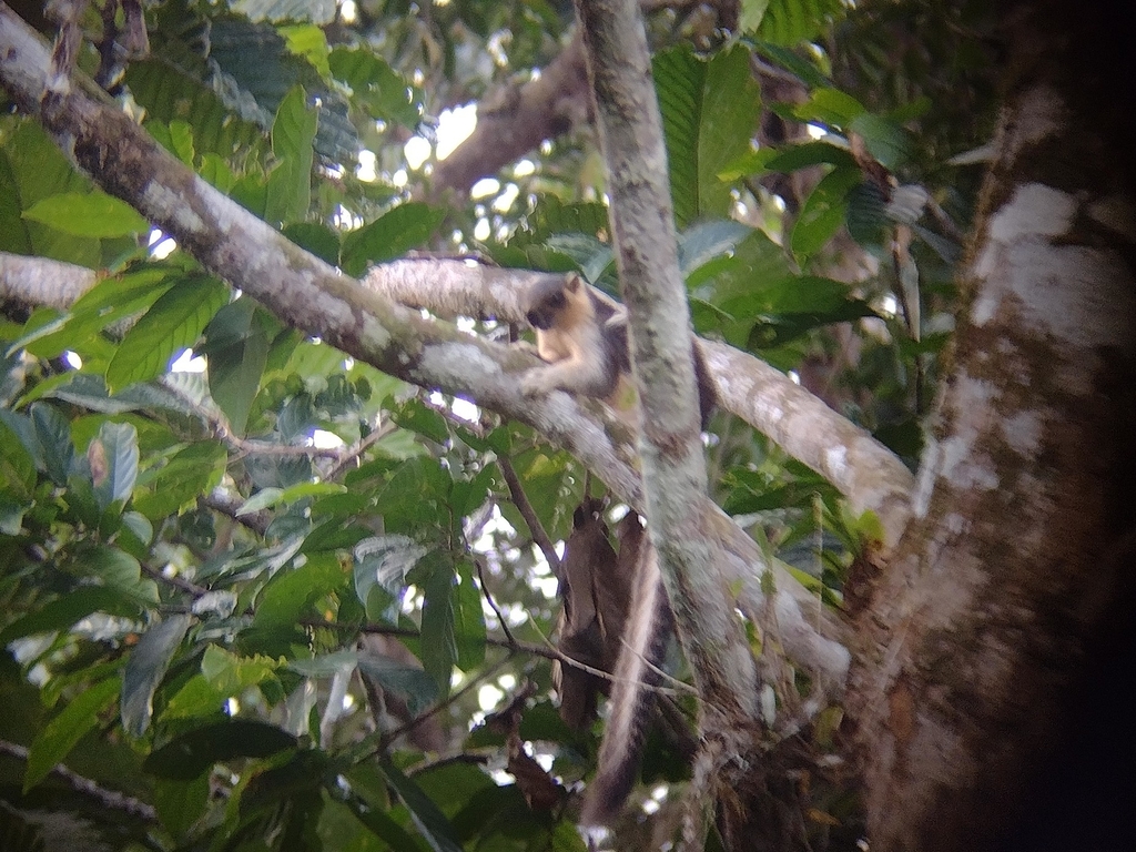 Ratufa affinis baramensis in February 2024 by Lars Mannzen. Building a ...