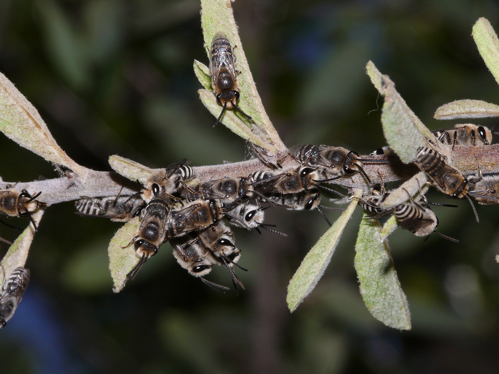 Cellophane Bees from Peloponnese Region, Greece on July 11, 2011 at 01: ...