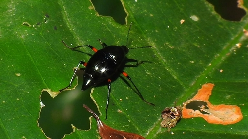 Scaphidium grande · iNaturalist