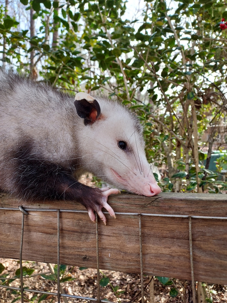 Virginia Opossum from Spring Valley, Durham, NC 27705, USA on February ...