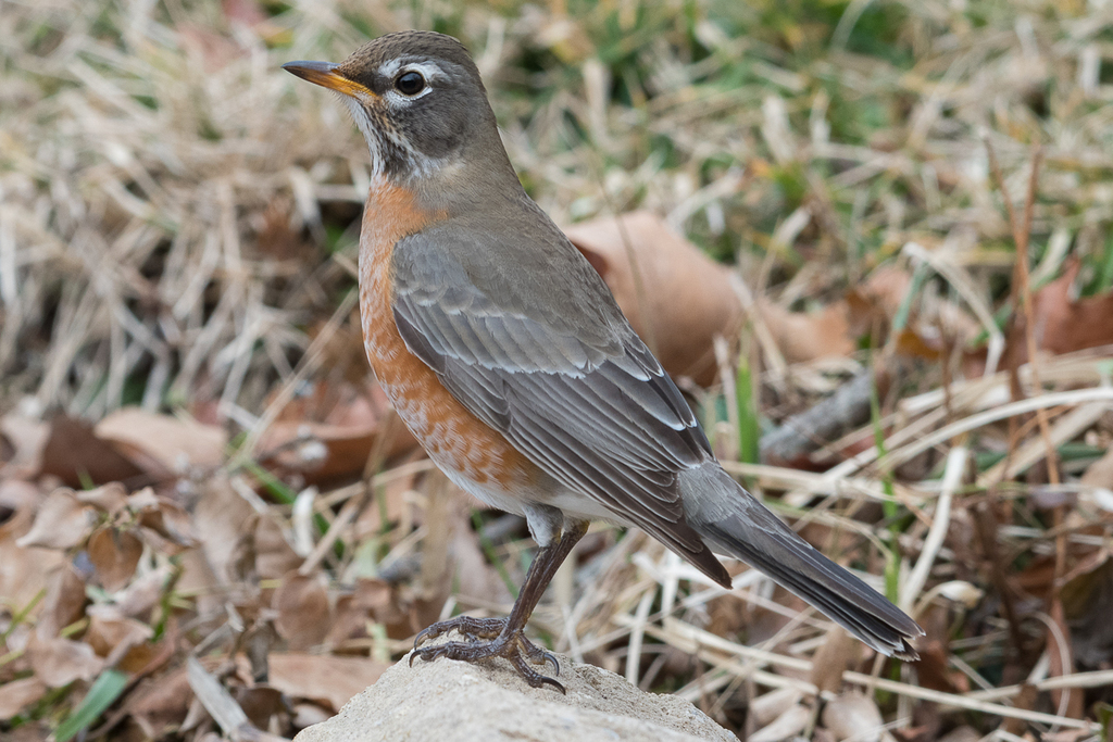 American Robin from Murphy, MO, USA on February 10, 2024 at 08:47 AM by ...