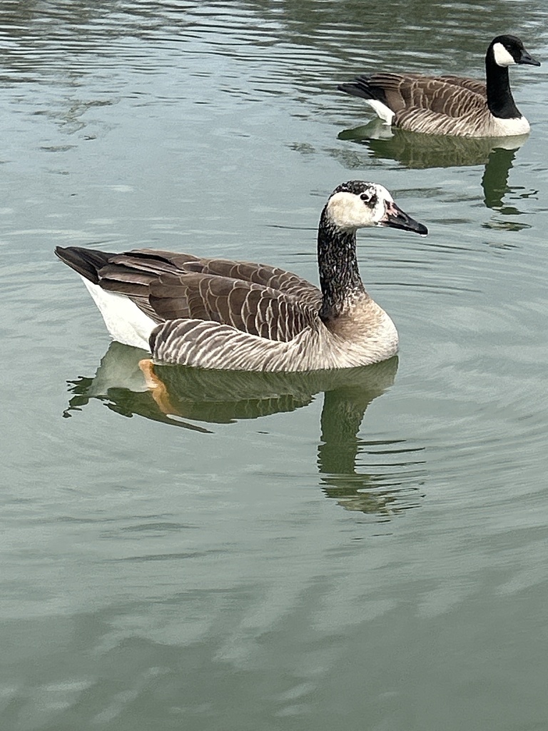 Black Geese × Grey Geese from Byrd Park, Richmond, VA, US on February ...