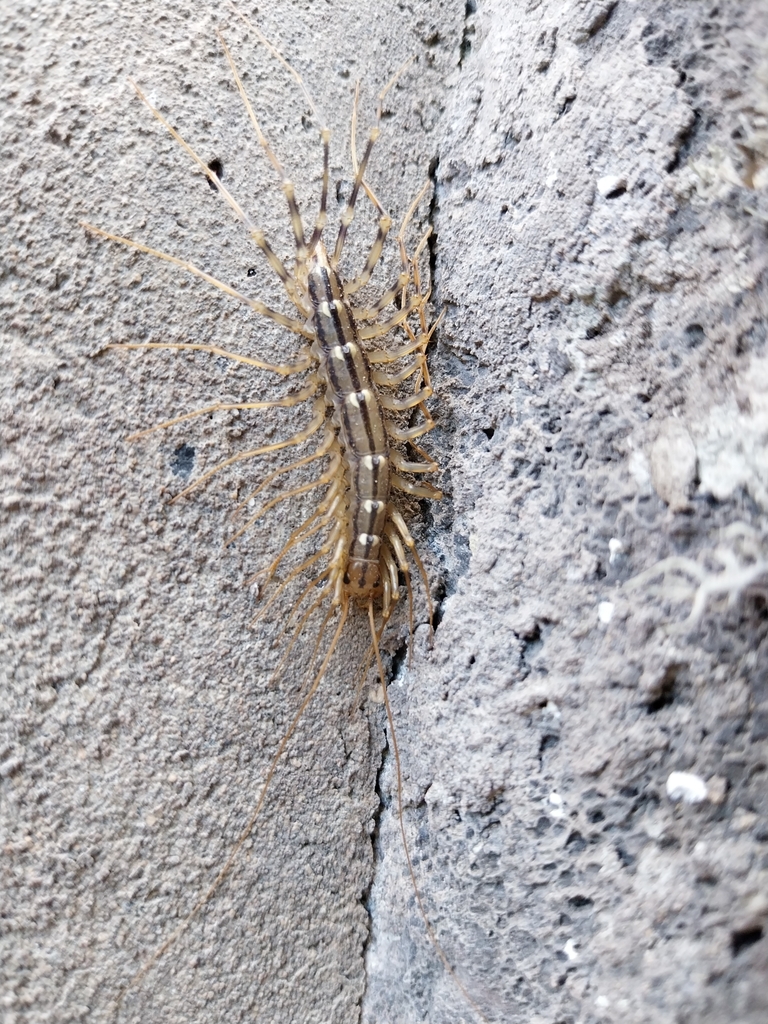 House Centipede from High Knoll Fort, STHL 1ZZ, St Helena, Ascension ...