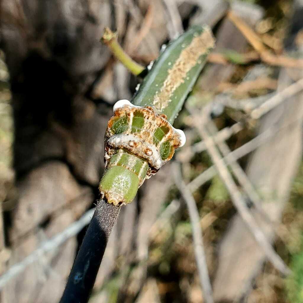 Lassaux's Sphinx from Tropical Dry Forest protected by de E. Figueroa Foundation on February 9 ...
