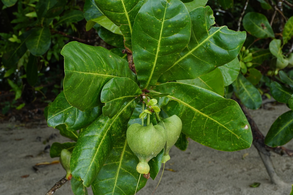 Fish Poison Tree from South Rendova, SB-WE, SB on November 3, 2023 at ...