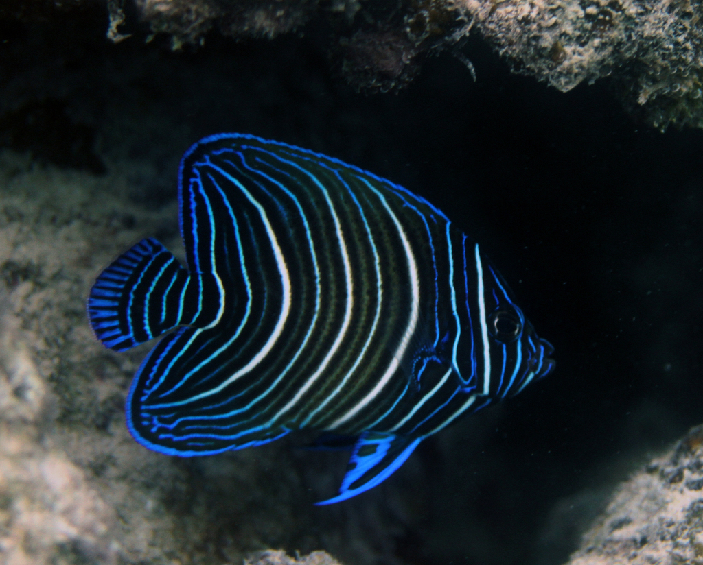 Semicircle Angelfish from Port Glaud, Seychellerne on February 10, 2024 ...