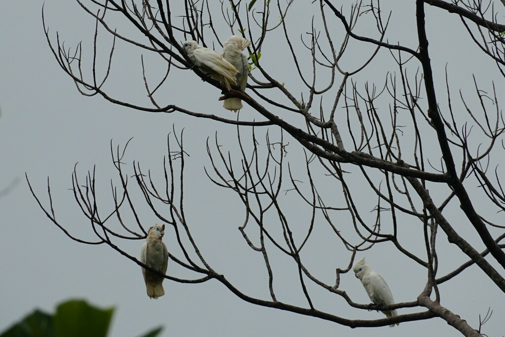 Ducorps's Cockatoo from South Rendova, Solomon Islands on November 4 ...