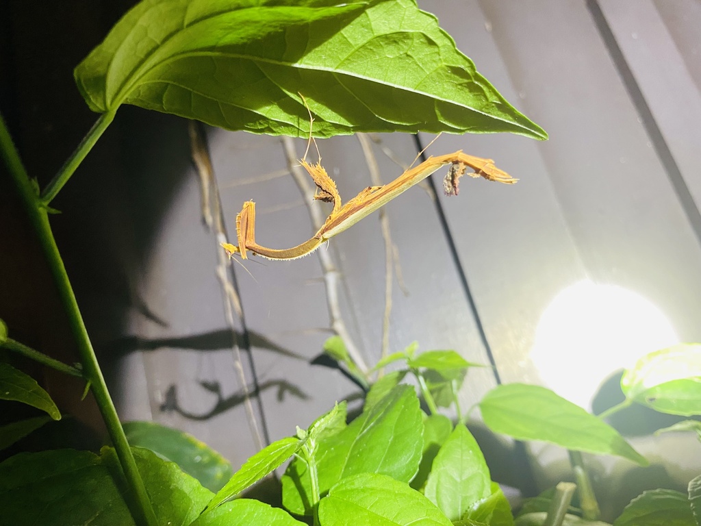 Feather Mantis from Ranau, MY-SA, MY on January 31, 2024 at 12:28 AM by ...