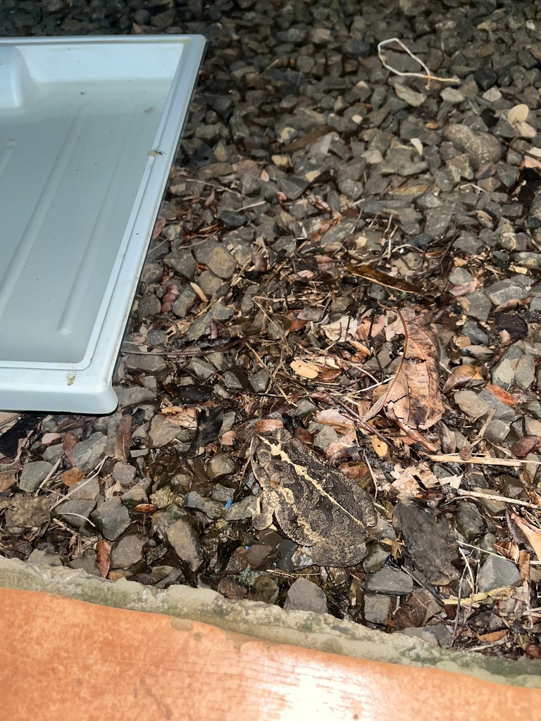 Dry Forest Toad from Bagaces, Guanacaste, CR on August 26, 2023 at 09: ...