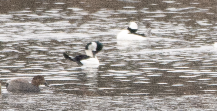 Bufflehead × Common Goldeneye from Spokane County, WA, USA on February ...