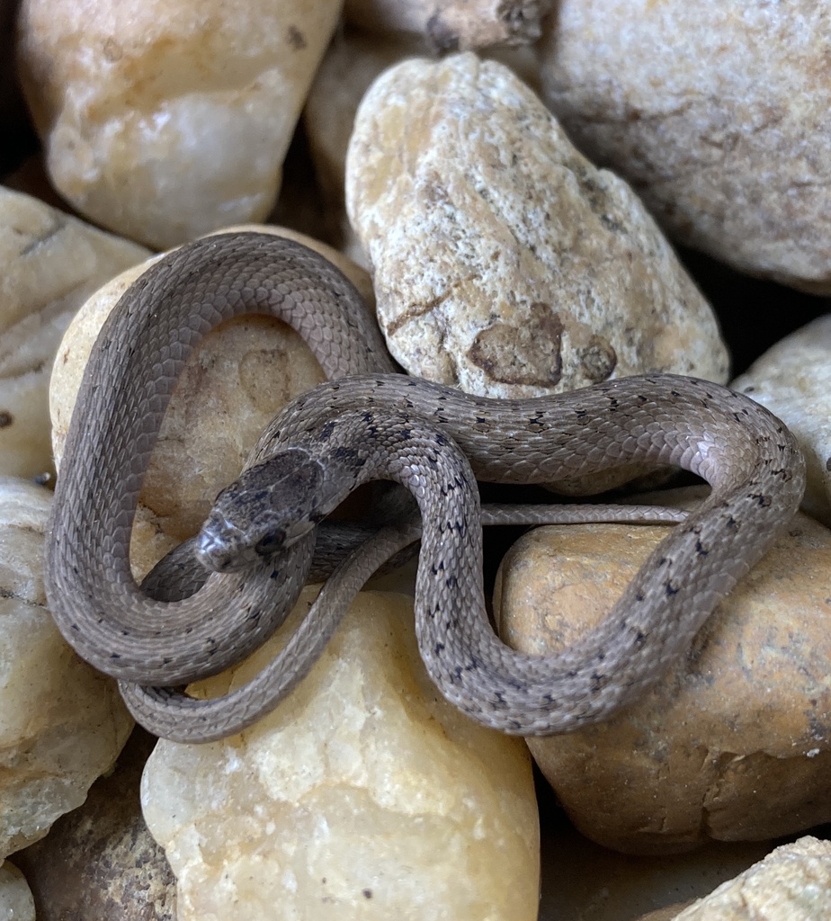 DeKay's Brownsnake from Autumn Dr, Doraville, GA, US on February 10 ...