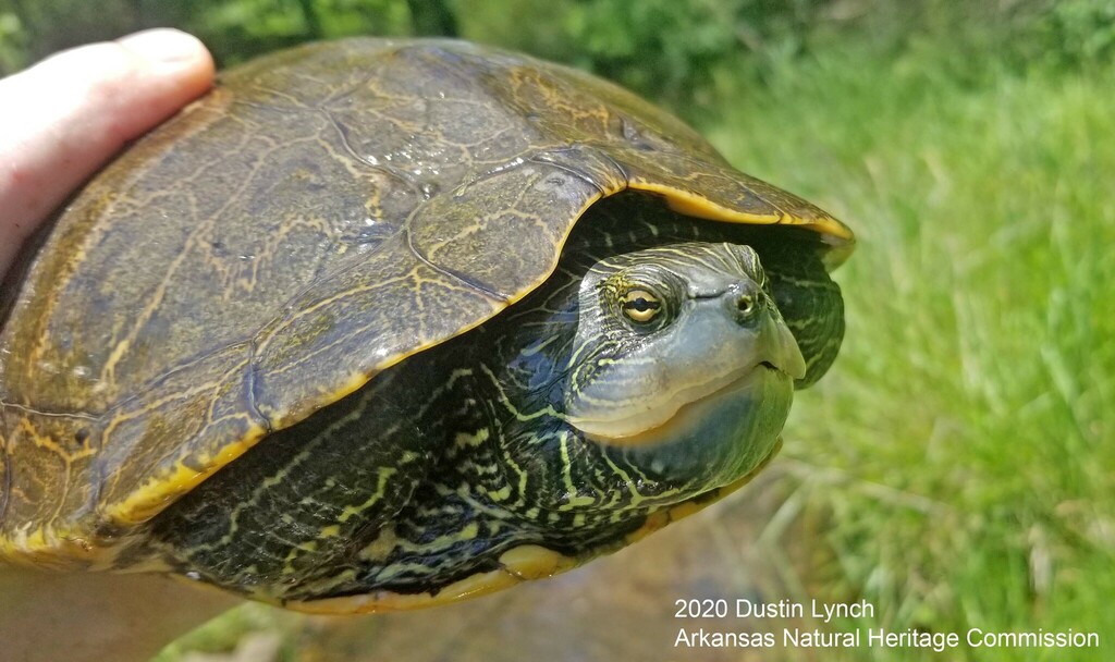 Northern Map Turtle from Spring-run tributary (eastern) of Strawerrry ...