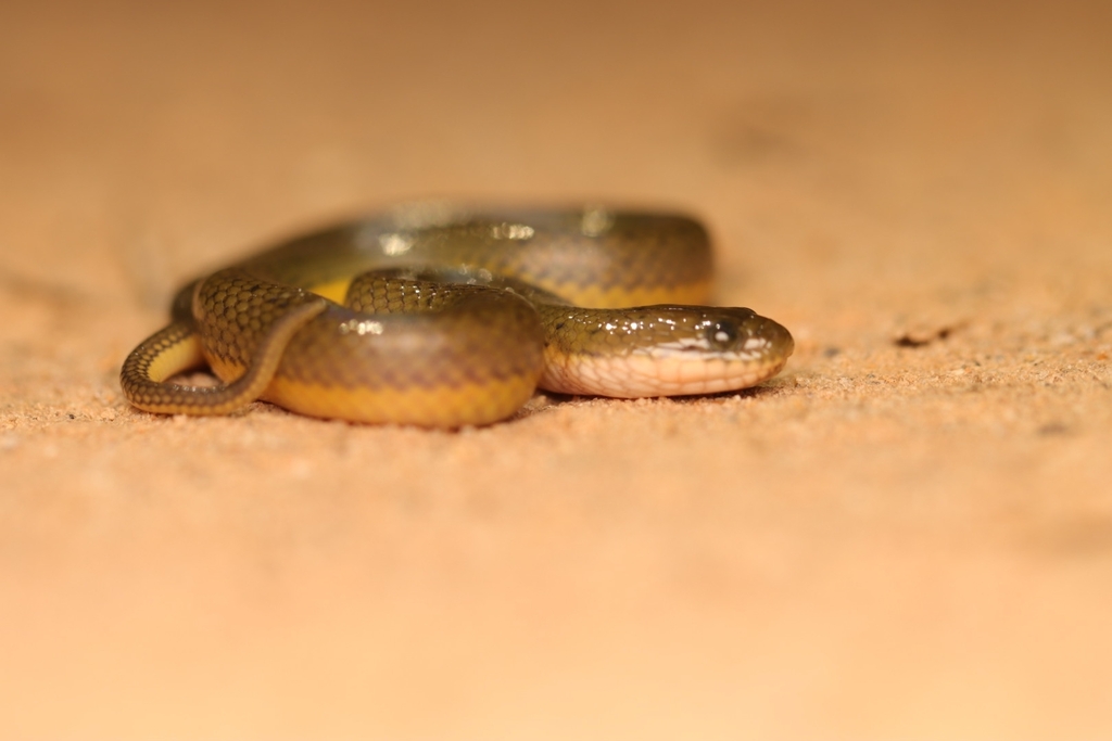 Rice Paddy Snake in February 2024 by nicolas BASTIDE · iNaturalist
