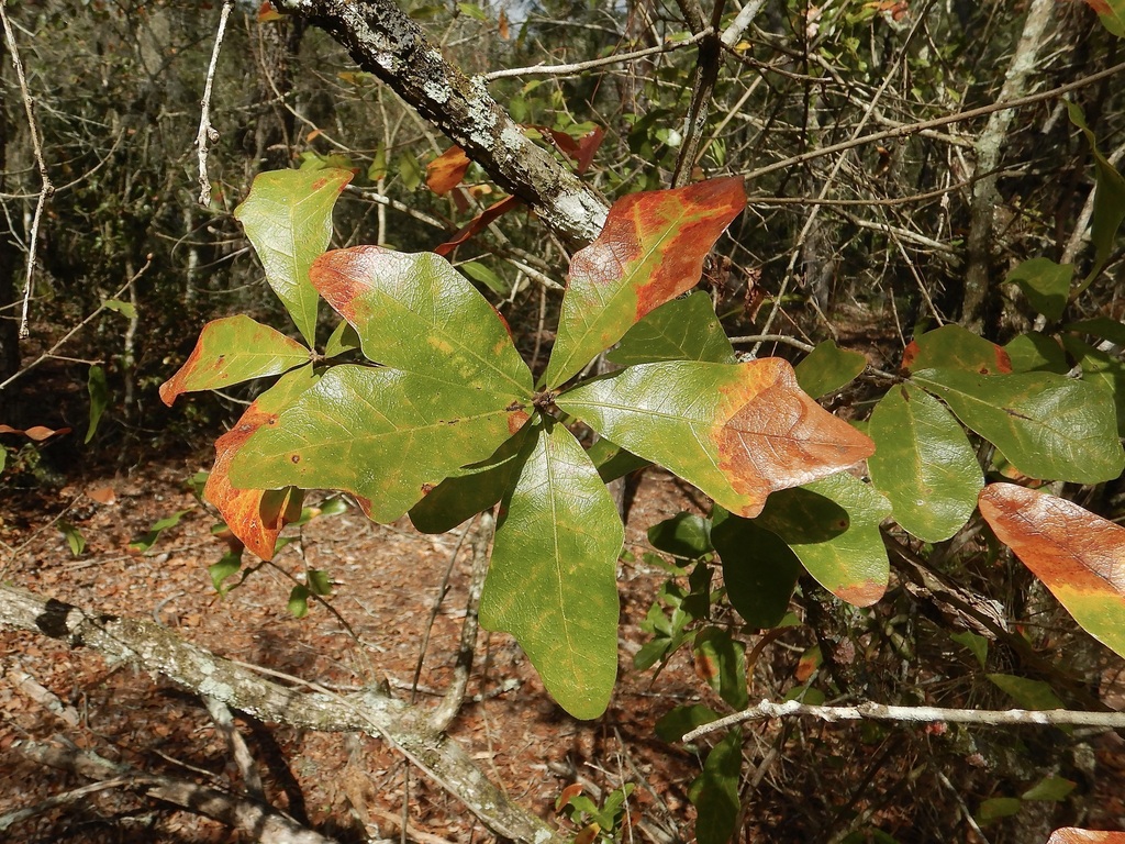 Chapman's Oak from Orange County, FL, USA on February 10, 2024 at 01:04 ...