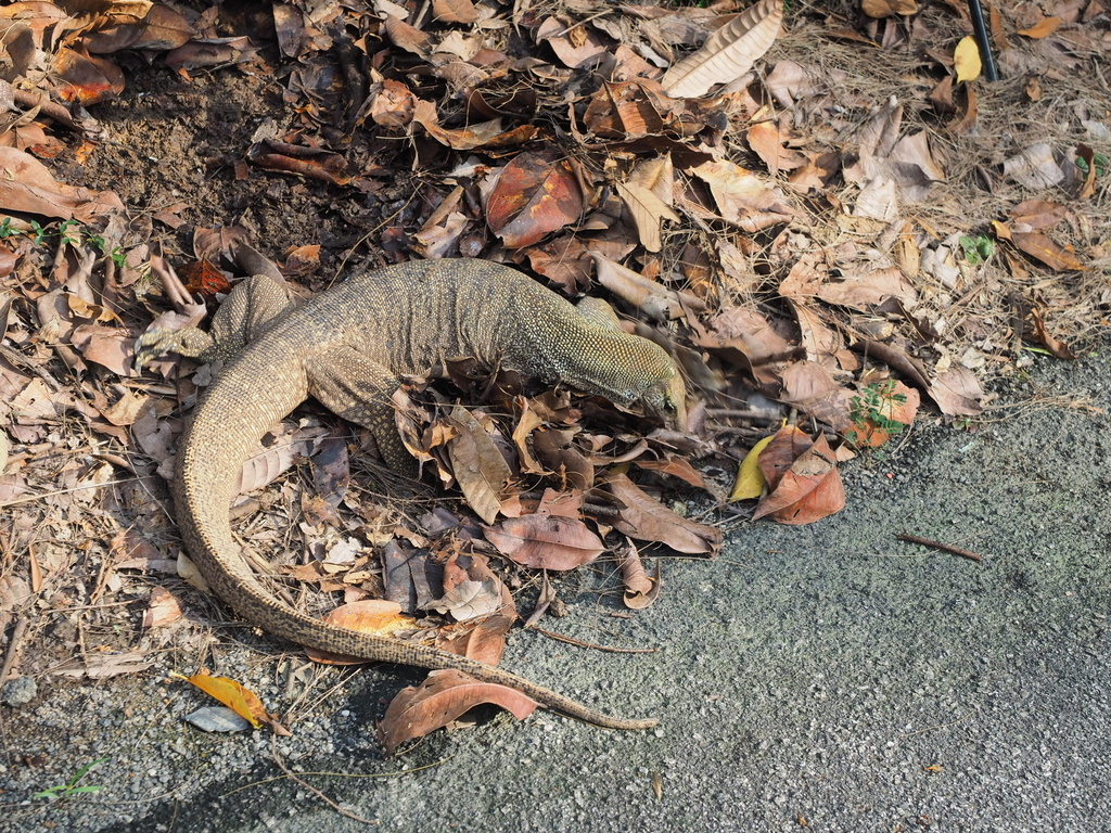 Clouded Monitor from Evolution Garden, SG on February 10, 2024 at 05:28 ...