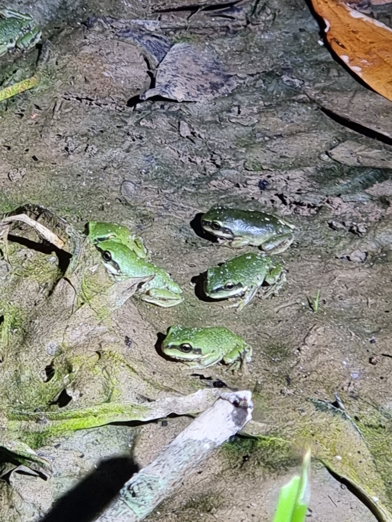 Australian Green Tree Frog from The Sandon NSW 2463, Australia on ...
