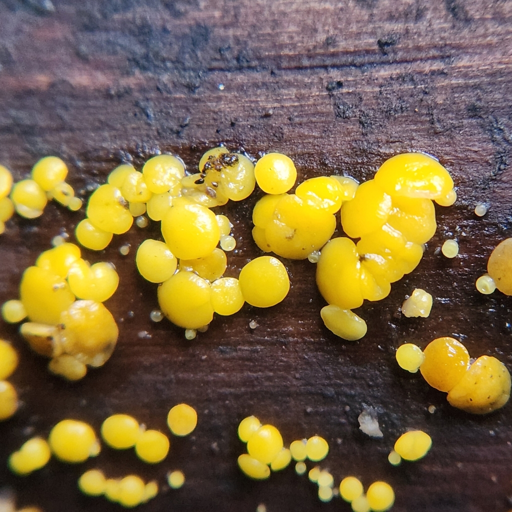 Calycina from Clinton, WA 98236, USA on February 10, 2024 at 04:33 PM ...