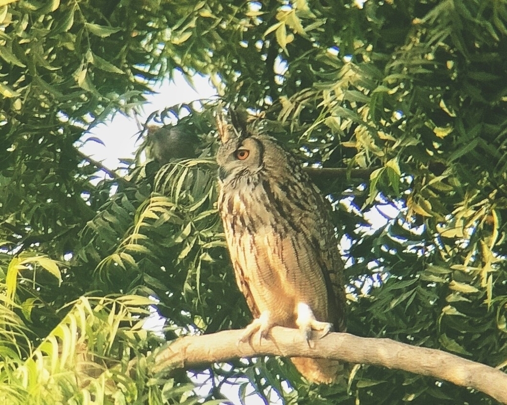 Rock Eagle-Owl from 2, Sector 6-b, Sector 6/C, Sector 6, Gandhinagar, Gujarat 382006, India on ...