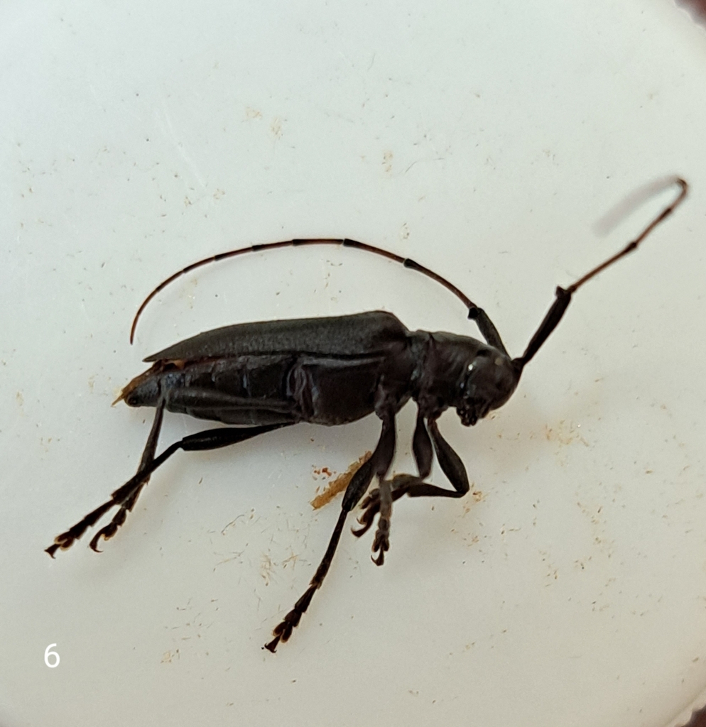 Canidia from monoc on August 13, 2019 by Lilia Salazar-Marcial. Malaise ...