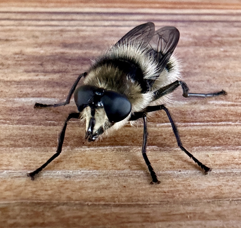 Williston's Bumble Fly from 48th Ave SW, Seattle, WA, US on February 10 ...