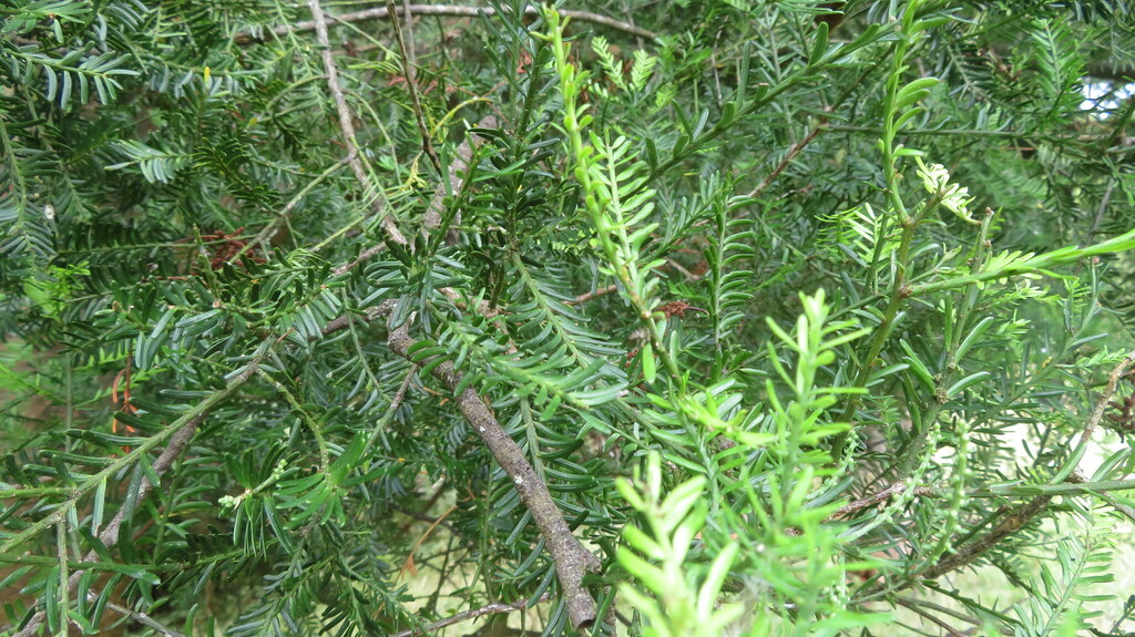 Mataī from Mauriceville, New Zealand on February 11, 2024 at 11:08 AM ...