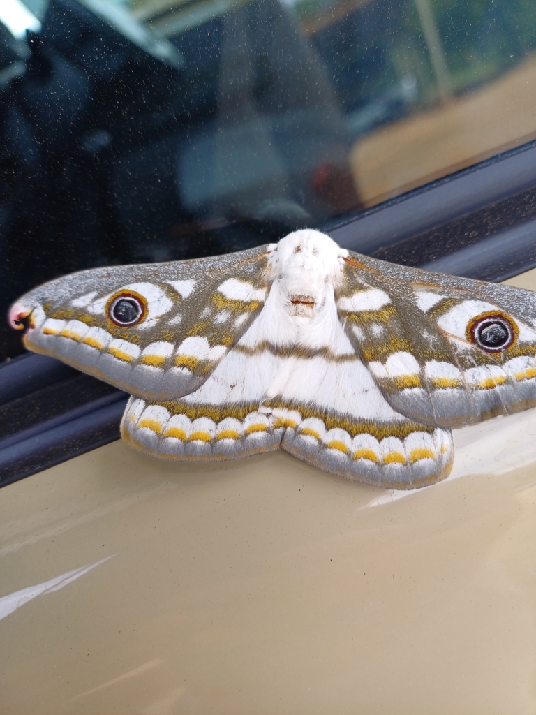 Eastern Marbled Emperor from Ntambana, South Africa on February 11 ...