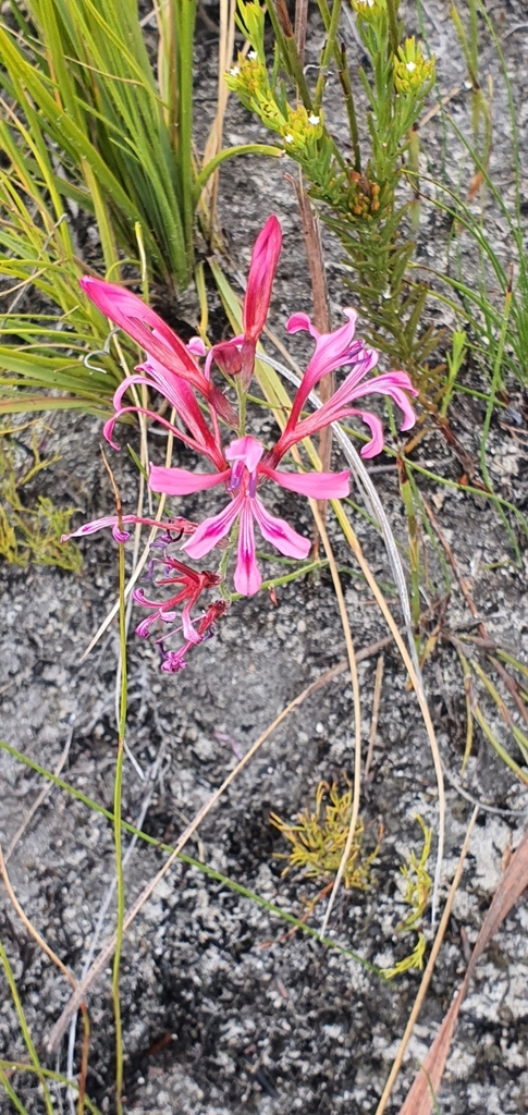 Pink Reedpipe from Overstrand Local Municipality, South Africa on ...