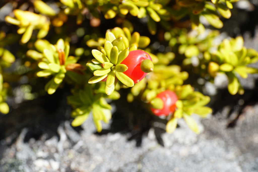 snow totara from St James Range 7395, New Zealand on January 28, 2024 ...