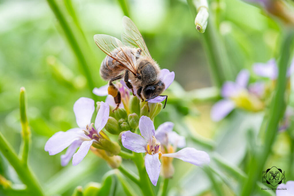 Western Honey Bee from Ocean Beach, San Diego, CA, 美国 on February 10 ...