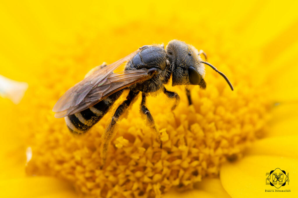 Ligated Furrow Bee from Ocean Beach, San Diego, CA, 美国 on February 10 ...