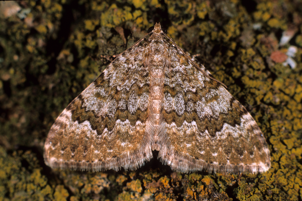 Euphyia frustata from 93183 Kallmünz, Deutschland on June 27, 1996 at ...