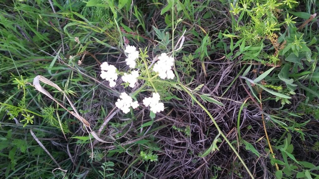 prairie bishop from 3301-3499 View St Fort Worth, TX 76103 on April 27 ...