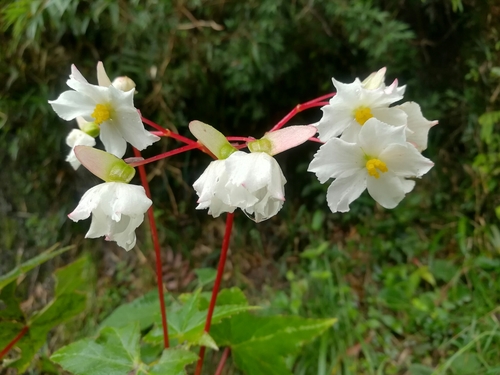 Maple-leaved begonia (Begonia acerifolia) · iNaturalist