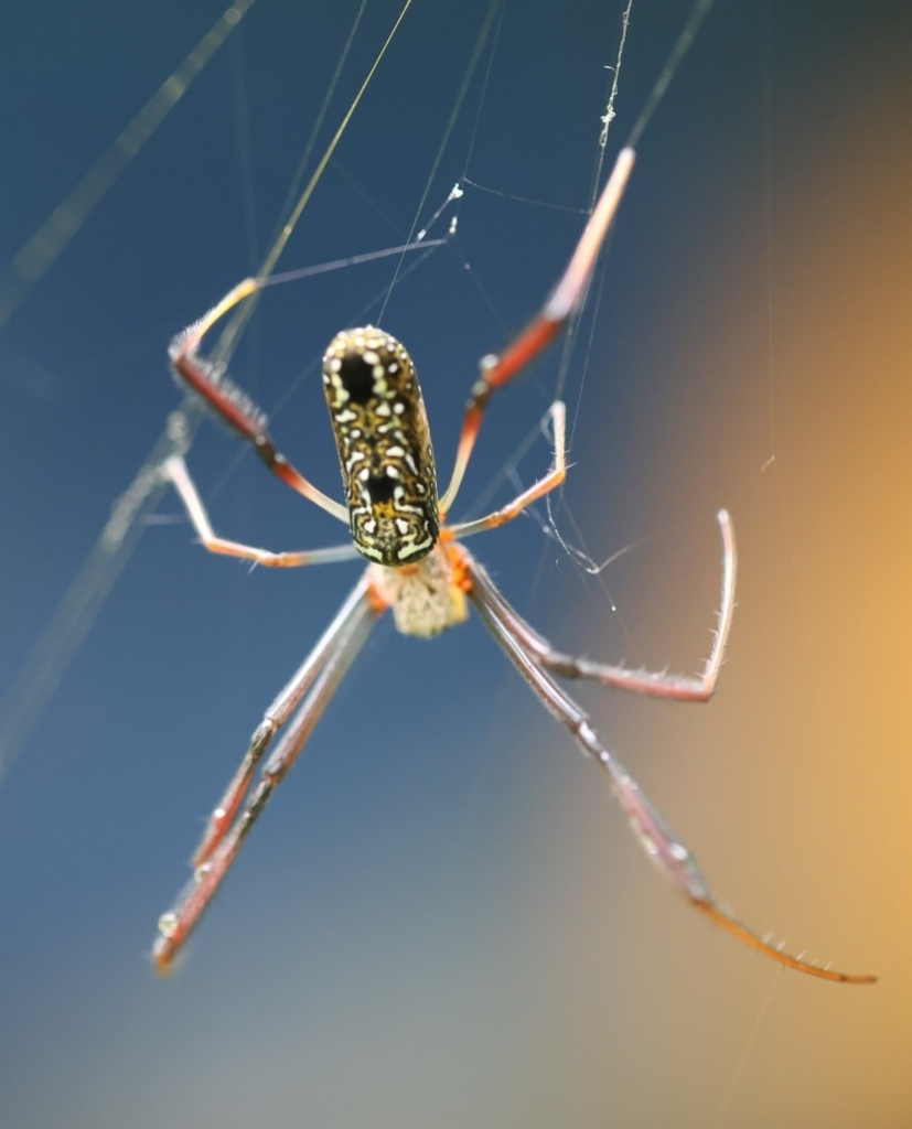 Hairy Golden Orb-weaving Spider from Kigwambimbi, Tanzania on February ...