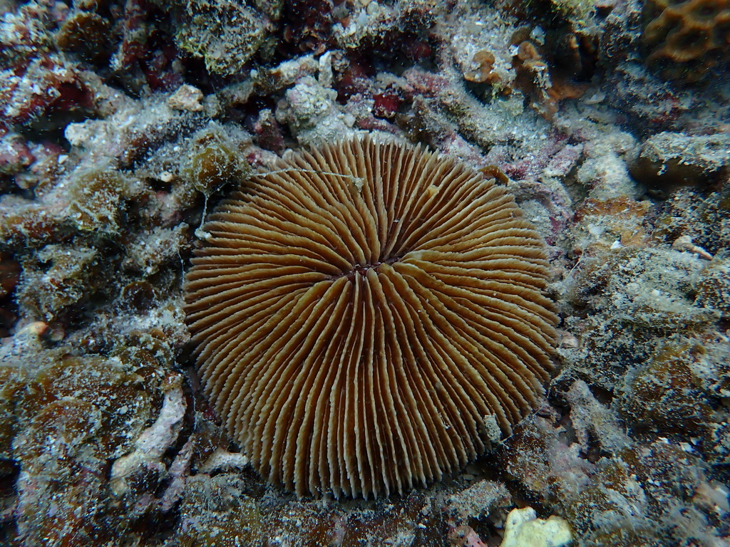 Lithophyllon repanda from Ao Mae Hat, TH on February 11, 2024 at 01:43 ...