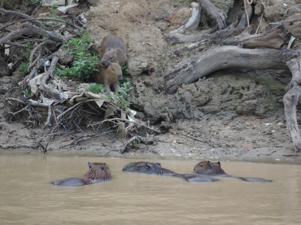 Capybara from Brusque, SC, Brasil on February 8, 2024 at 06:04 PM by ...