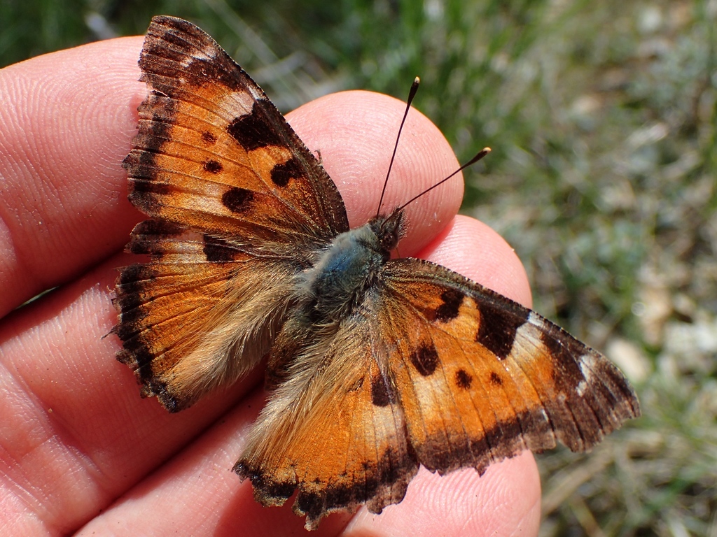 California Tortoiseshell from Nevada County, CA, USA on April 17, 2019 ...