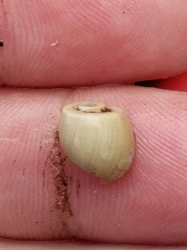 Gastropods from Silver Springs, FL, USA on February 10, 2024 at 12:28 ...