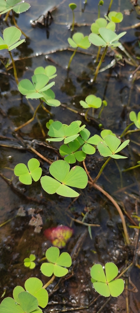 Helicopter Ferns from 6QR6+VC6, Sambrani, Karnataka 581329, India on ...