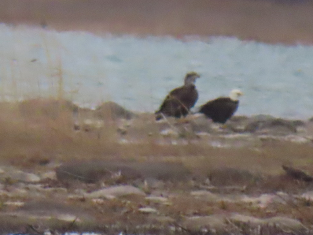 Bald Eagle from Bruce County, ON, Canada on February 11, 2024 at 09:24 ...