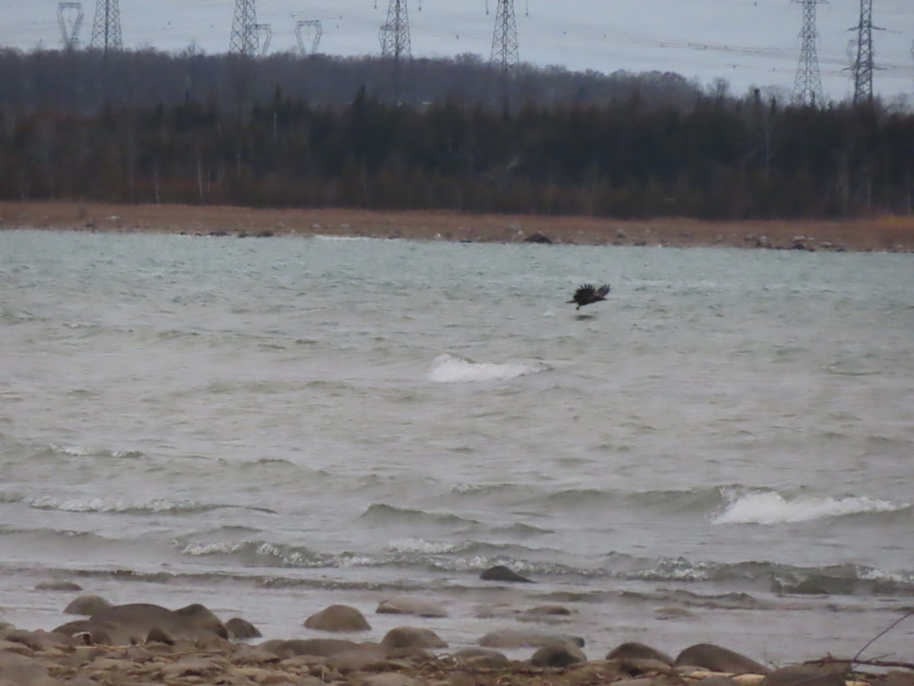 Bald Eagle from Bruce County, ON, Canada on February 11, 2024 at 09:20 ...